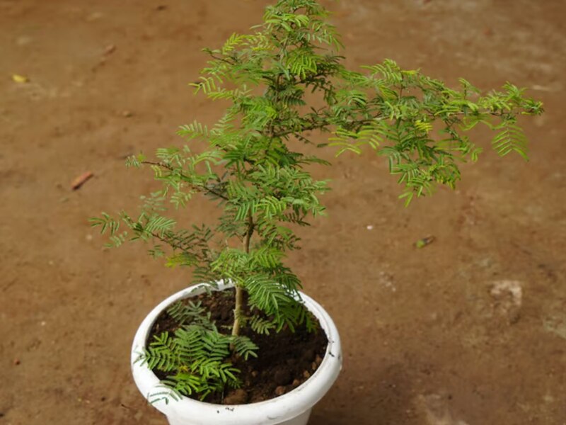 Is Shami plant good for home | Which God is the Shami plant for | Is ...