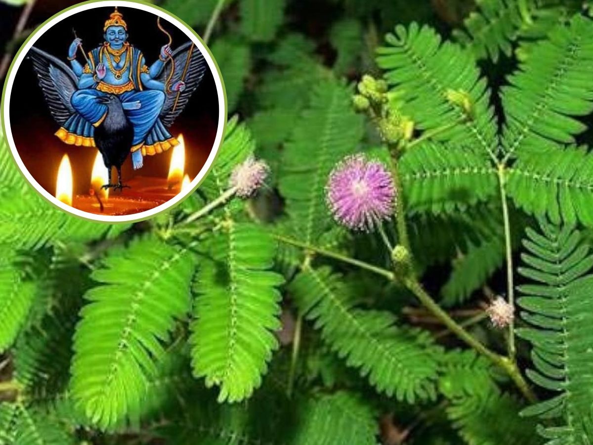 Is Shami plant good for home | Which God is the Shami plant for | Is ...