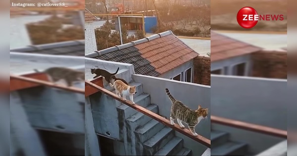 cat ramp walk on the rooftop wins public heart people said orange wali ...