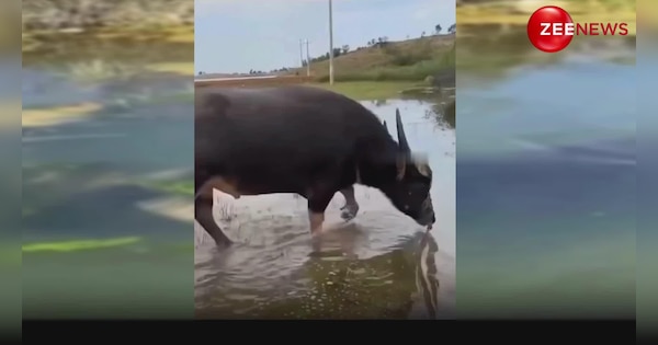 bull swims perfectly in water people write poore magarmach samaaj mein ...