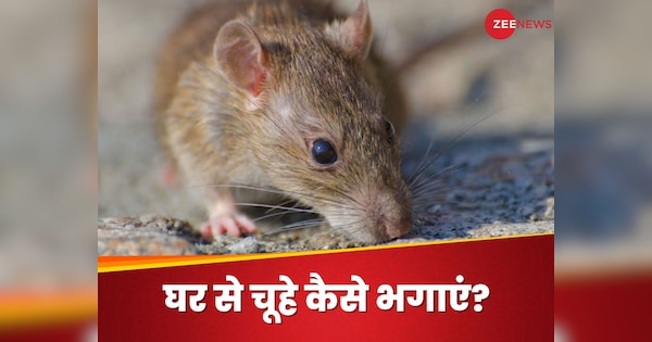 How to Get Rid of Rats Chuhe bhagane ke tarike Rodents Control Methods ...