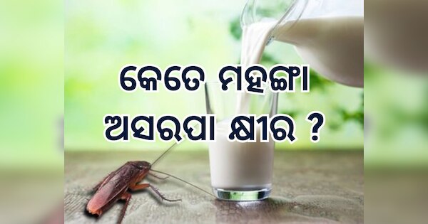 Cockroach Milk: ଯେଉଁଠି ଅସରପା ଦିଅନ୍ତି ନାହିଁ ଅଣ୍ଡା || What is cockroach ...