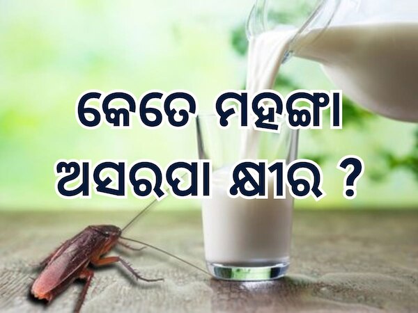 Cockroach Milk: ଯେଉଁଠି ଅସରପା ଦିଅନ୍ତି ନାହିଁ ଅଣ୍ଡା || What is cockroach ...