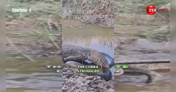 snake and big lizard want to save their lives fight is interesting ...
