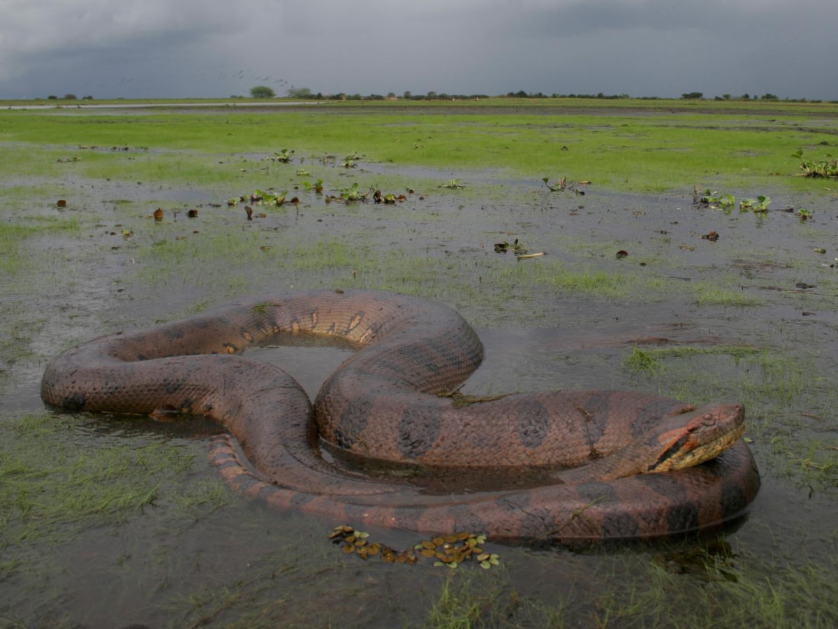 Northern green anaconda worlds longest anaconda found in amazon ...