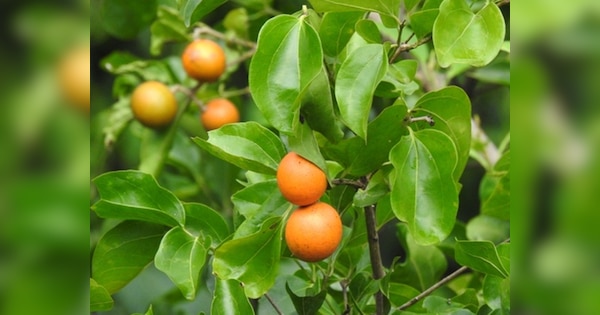 Kuchla Jewel For Health Strychnine tree Nux Vomica Importance For Our ...