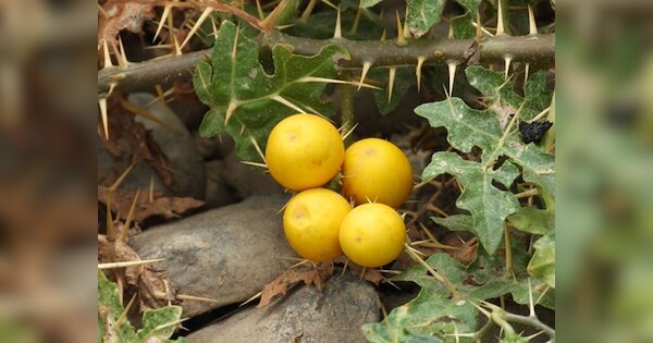 Bhatkatiya Fruit Yellow fruit nightshade Ringni Kantakari vyaghri fruit ...