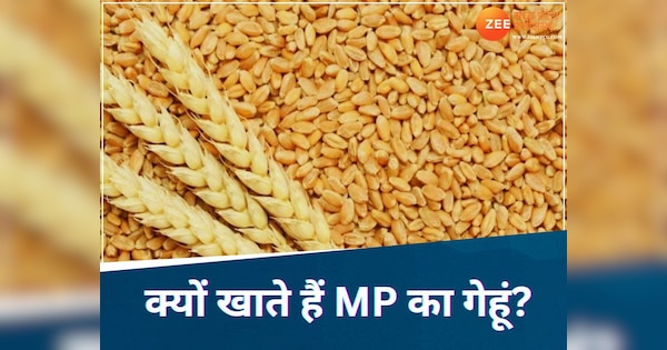 sharbati aata why is there a huge demand for mp wheat in markets know ...