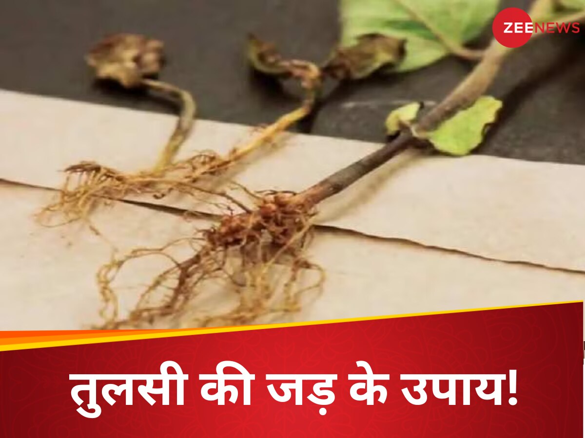 Tulsi Root vastu Upay Tulsi Root Remedies to attract prosperity and good luck In Life Tulsi ki ...