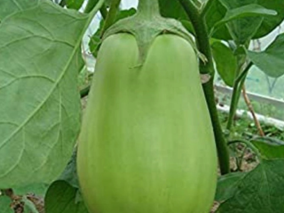 madhya pradesh narsinghpur special barman ghat bhata also known as ...