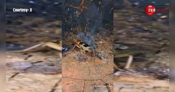 encounter insect starts firing within seconds | ये है एनकाउंटर करने ...