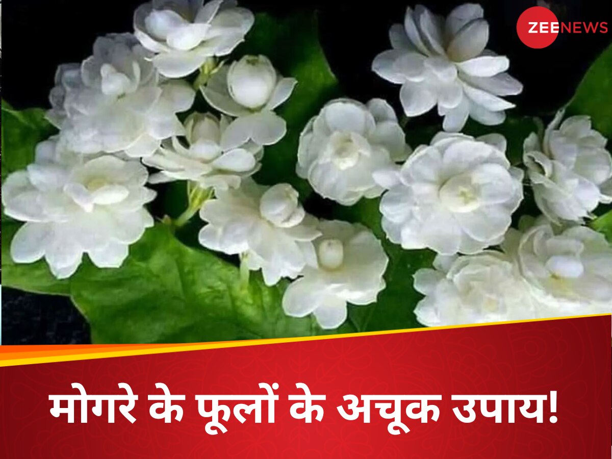 Astro Tips Mogra Flower Remedies for love and marriage Mogre ke Phool ...