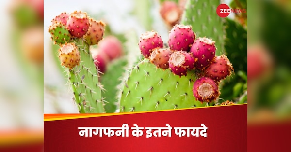 Hawthorns Usefulness For Health Crataegus Nagfani Plant Ka Sehat se ...