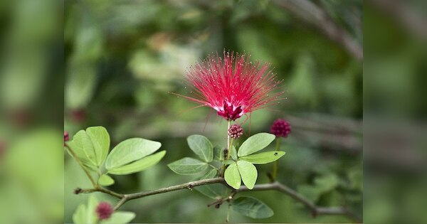 Shirish fruits and flowers are full of qualities best for mental and ...