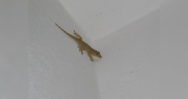 easy trick to get rid of lizards shared by content creator shipra rai ...