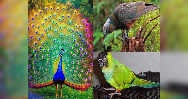 10 most Loudest birds in the world duniya ke sabse jyada shor machane ...