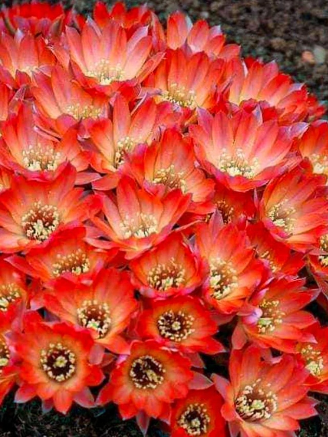 ratlam has asias largest cactus garden has more than 100 varieties of ...