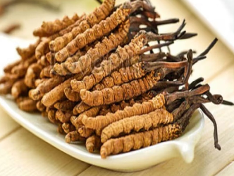 Keeda Jadi : लाखों में बिकती है भारत की ये अनोखी जड़ी...! जानें अंतरराष्ट्रीय बाजार में क्यों है ...