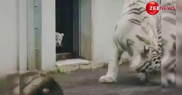 tigress trained little cub how to hunt but cub sneaks up its mom watch ...