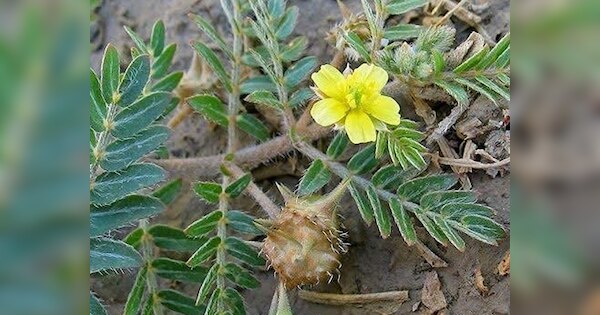 Gokhru Plant Usefulness in Various Diseases Male Fertility Bindii ...