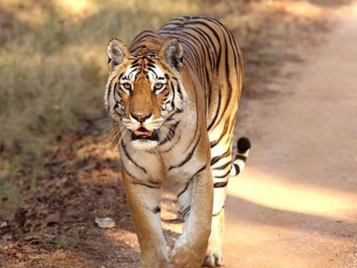 mp general knowledge in which things madhya pardesh is number one state ...