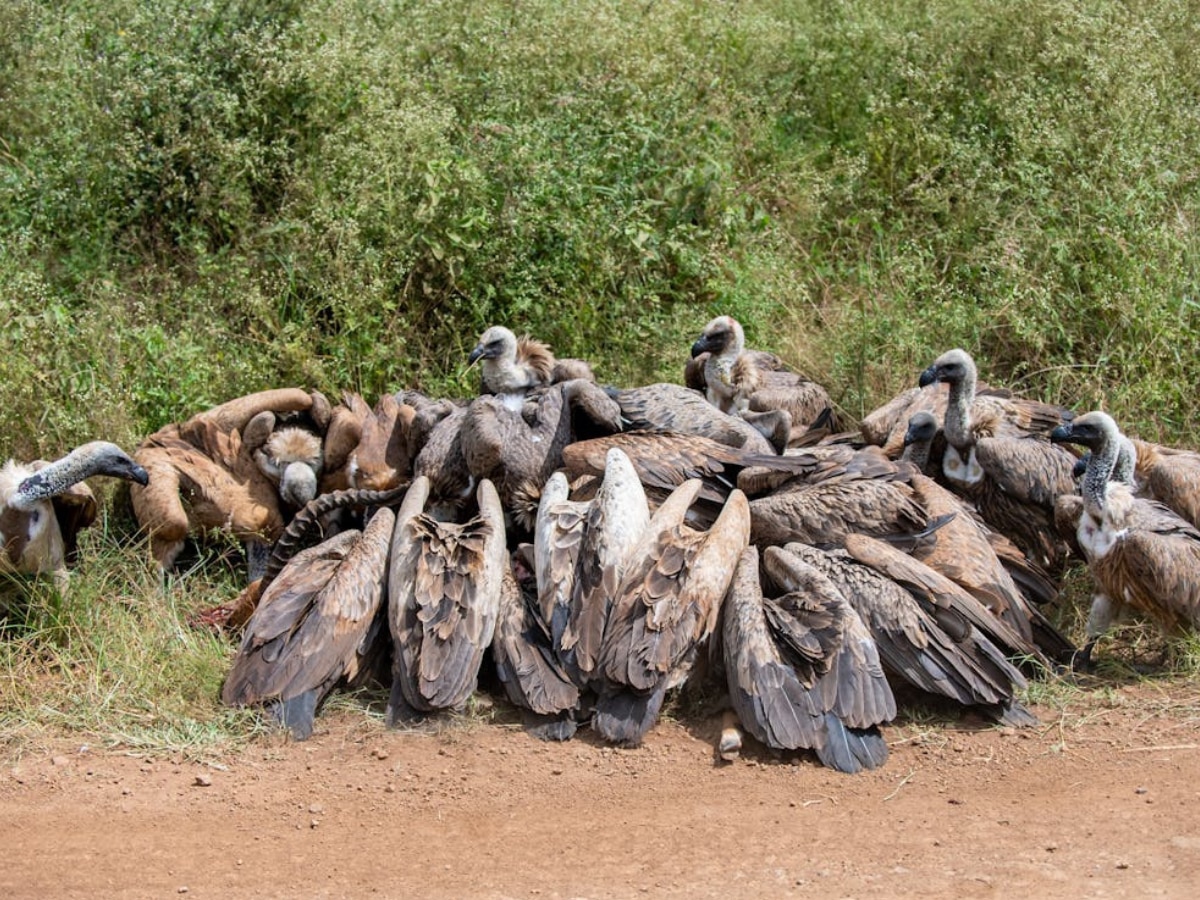 Tibet sky burial vultures culture for last rites of dead body in ...