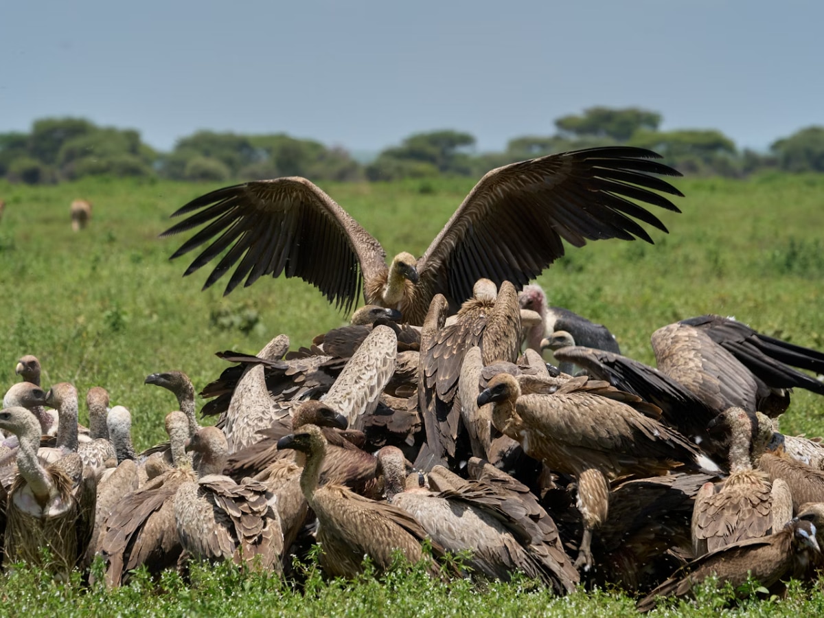Tibet sky burial vultures culture for last rites of dead body in ...