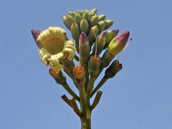 Shyonaka can cure many diseases know Uses Health Benefits | हिमालय का ...