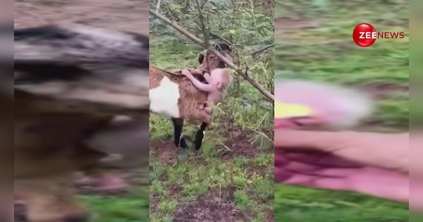 baby monkey considering goat mother enjoying childhood by hanging neck ...