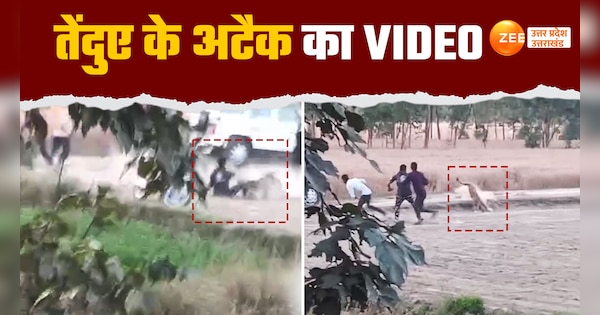 Tendua Attack Video on Forest workers in pilibhit video will give you ...