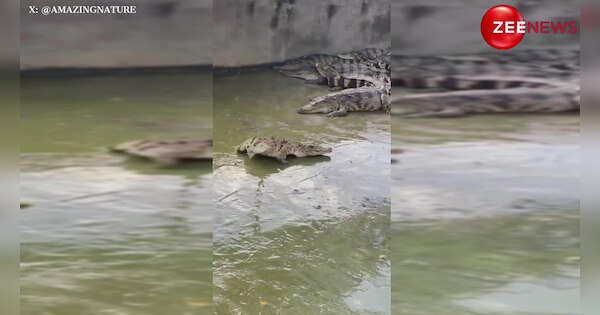 baby crocodile born without tail running like frog internet stunned ...