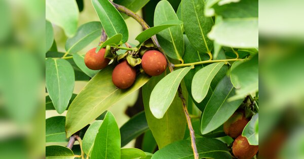 madhya pradesh tendu fruit found in tribal areas is healthy for body ...