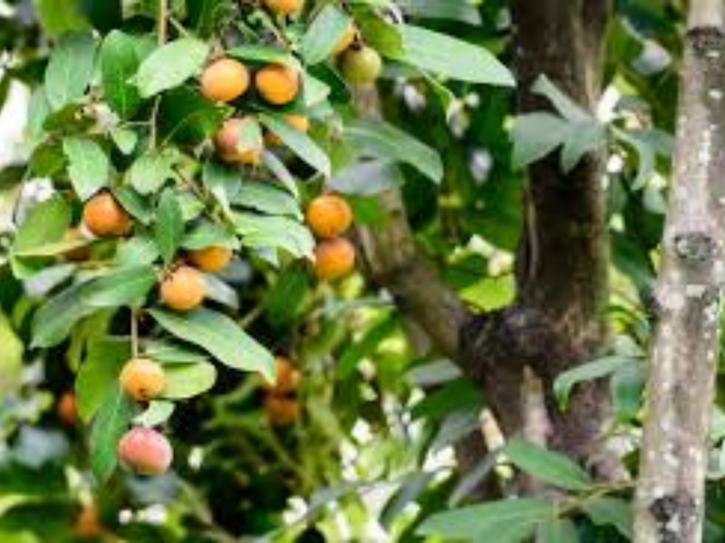madhya pradesh tendu fruit found in tribal areas is healthy for body ...