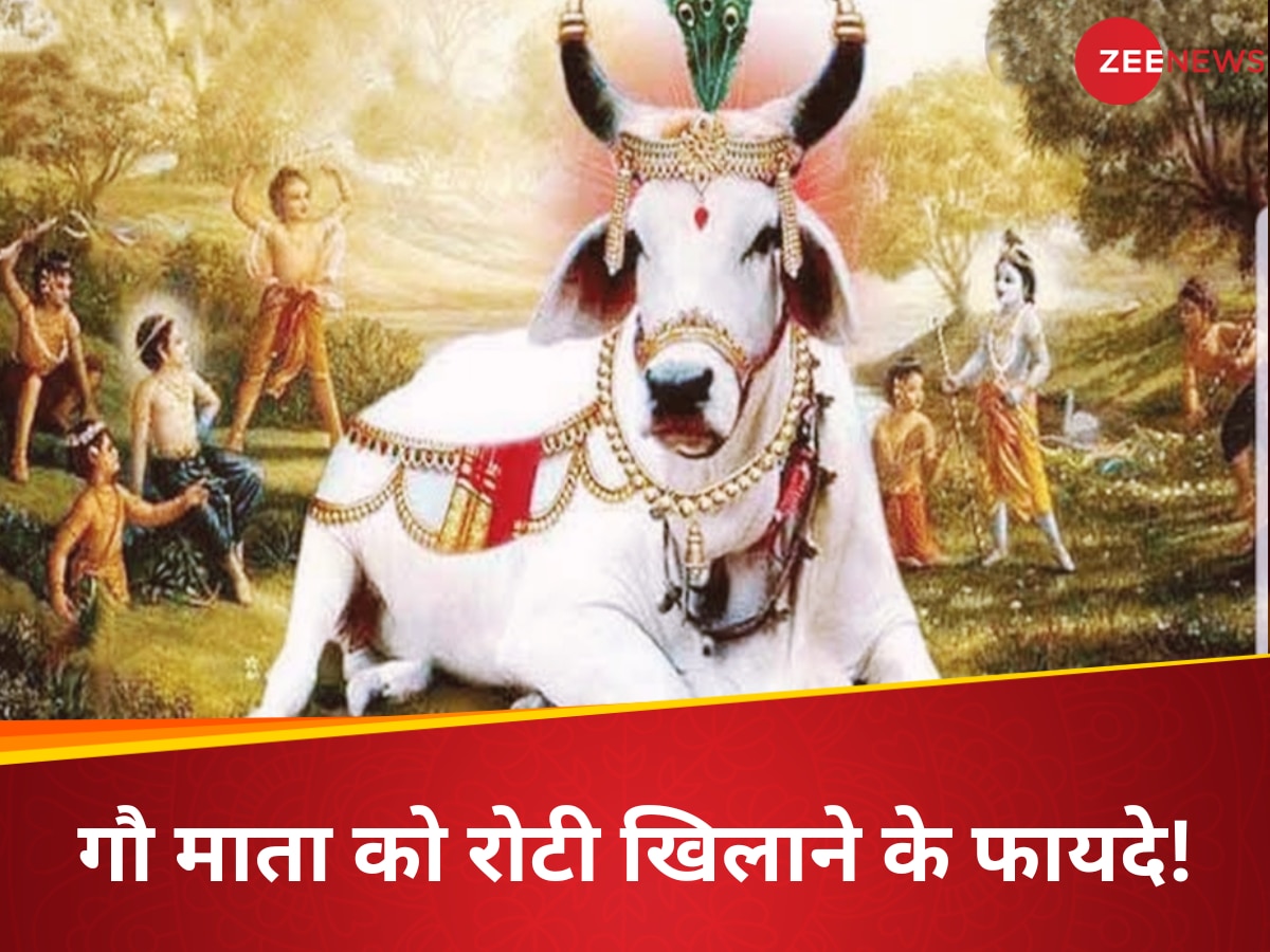 Cow feeding Astro what are the benefits of feeding roti to a cow gaay ...