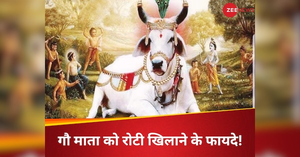 Cow feeding Astro what are the benefits of feeding roti to a cow gaay ...