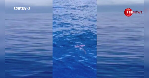 Flying Fish video of flying fish is going viral people amazed | Flying ...