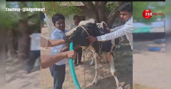 pipe inserted into cow stomach through mouth know why | गाय के पेट में ...