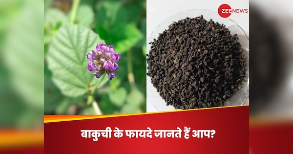 Psoralea Seed For Disease Cullen corylifolium Bakuchi Se Kin Bimari me ...