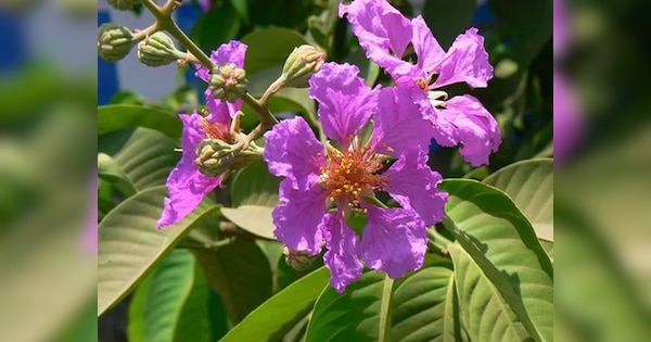 Jarul Ka Phool Queens Flower banaba plant pride of India Lagerstroemia ...