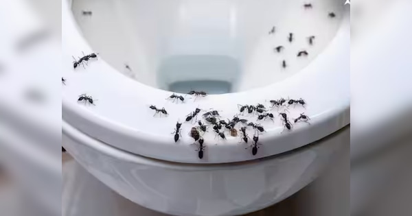 if ants come in the toilet after urine it can be sign of diabetes ...