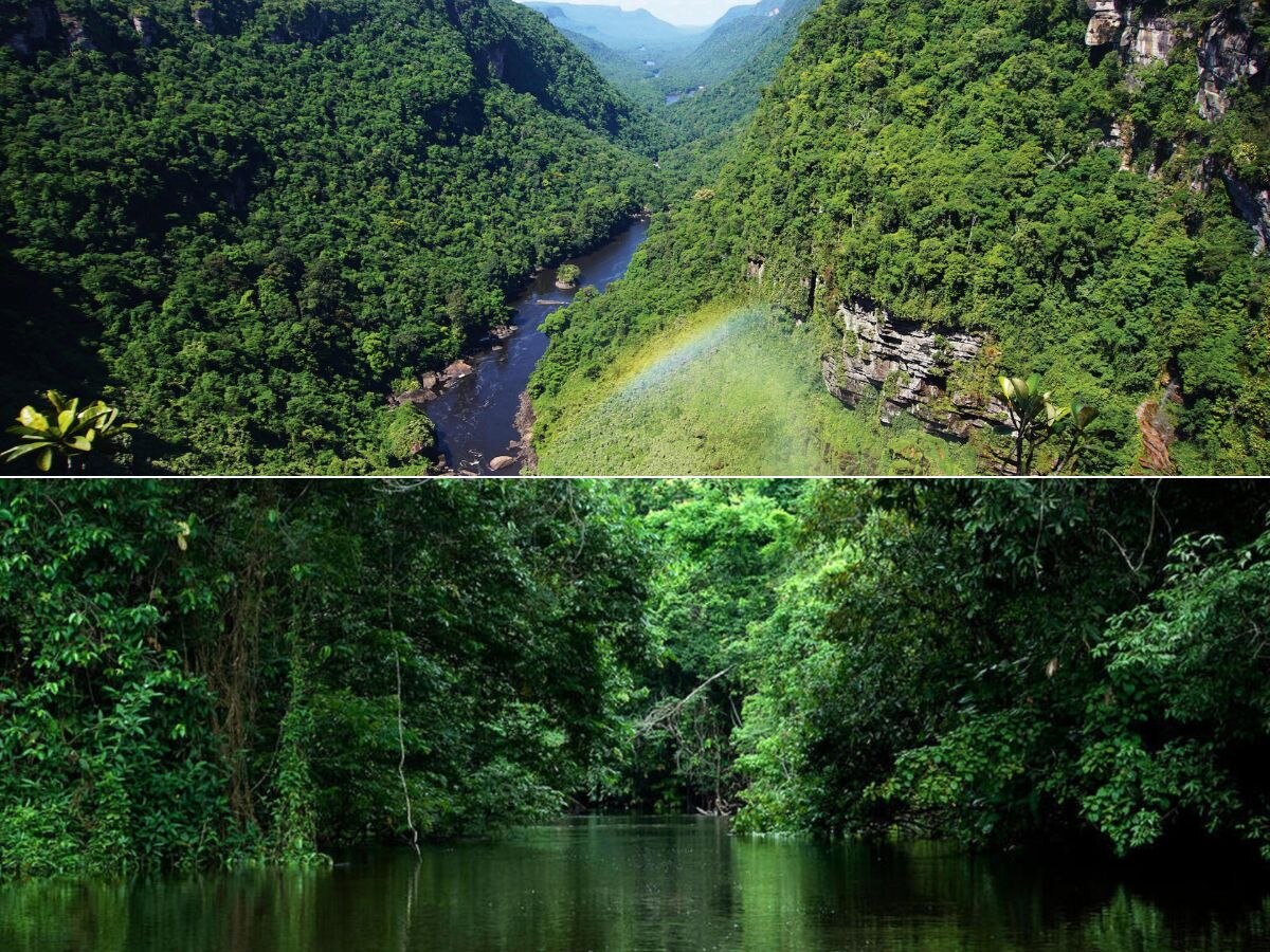 amazon ke jungle | Why Amazon rainforest is Called the Lungs of Earth ...