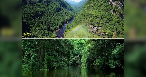 amazon ke jungle | Why Amazon rainforest is Called the Lungs of Earth ...