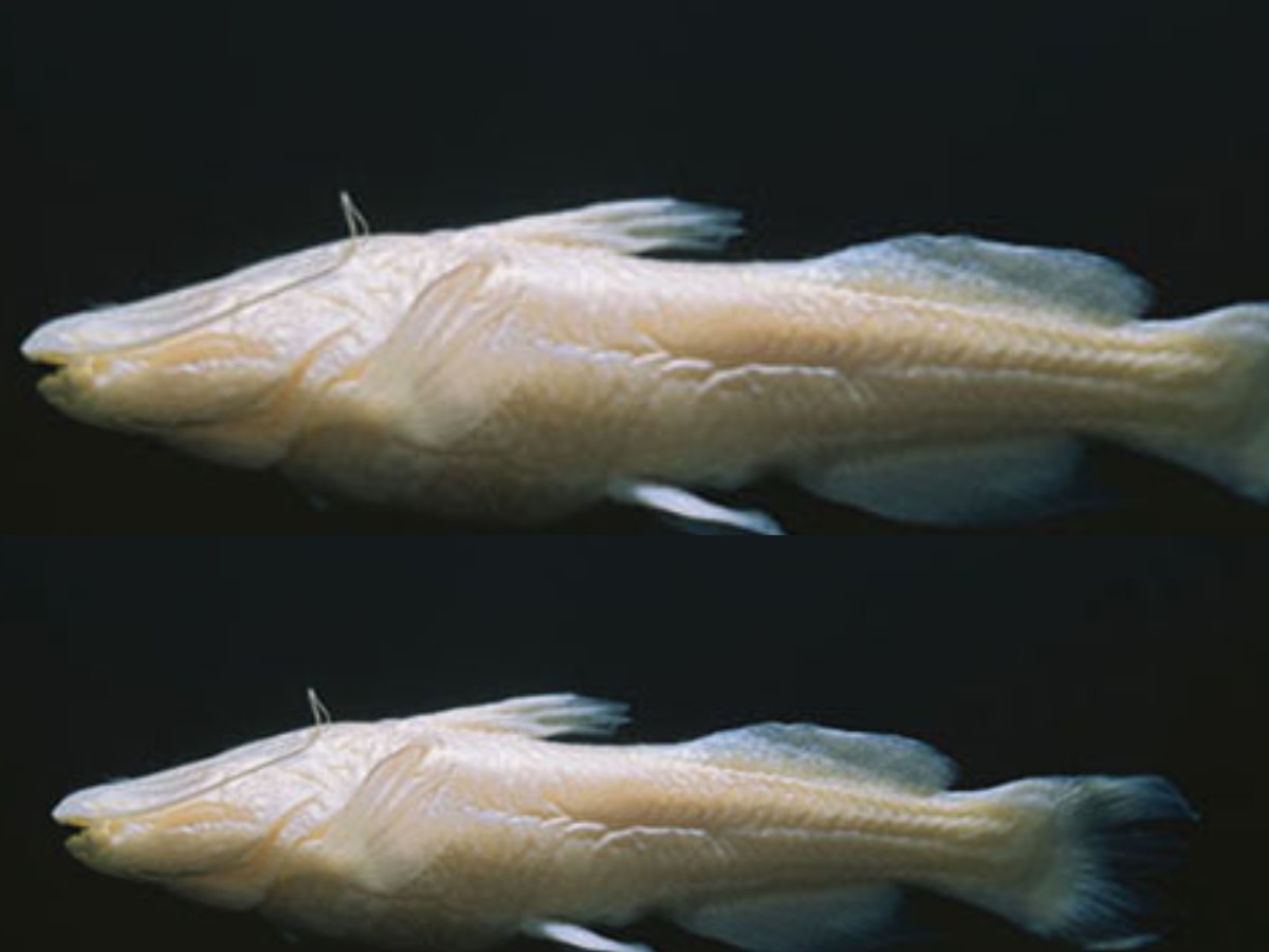 5 blind unique animals Know their features | इन 5 जानवरों के पास नहीं ...