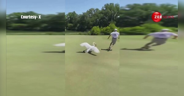 swan bite golfer video seen laughing non stop | हंस ने गोल्फर को बना ...