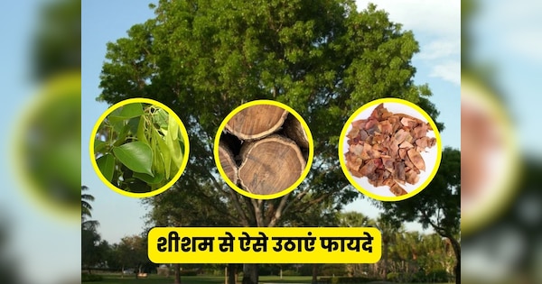 Sheesham Ke Patte Beej Chhal Ka Use Rosewood Tree Seeds Leaf Bark ...