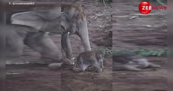 mother elephant wakes up little elephant baby users says chotu jyadaa ...