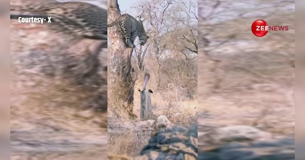 nag sit on tree spreading hood leopard climbed tree out of fear | फन ...