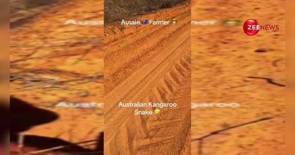 kangaroo snake australian jumps like kangaroo | कंगारू की तरह उछलता है ...