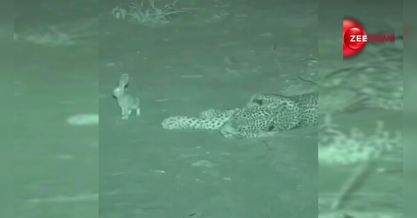 rabbit ran away before the cheetah woke up see viral video | जो सोया वो ...