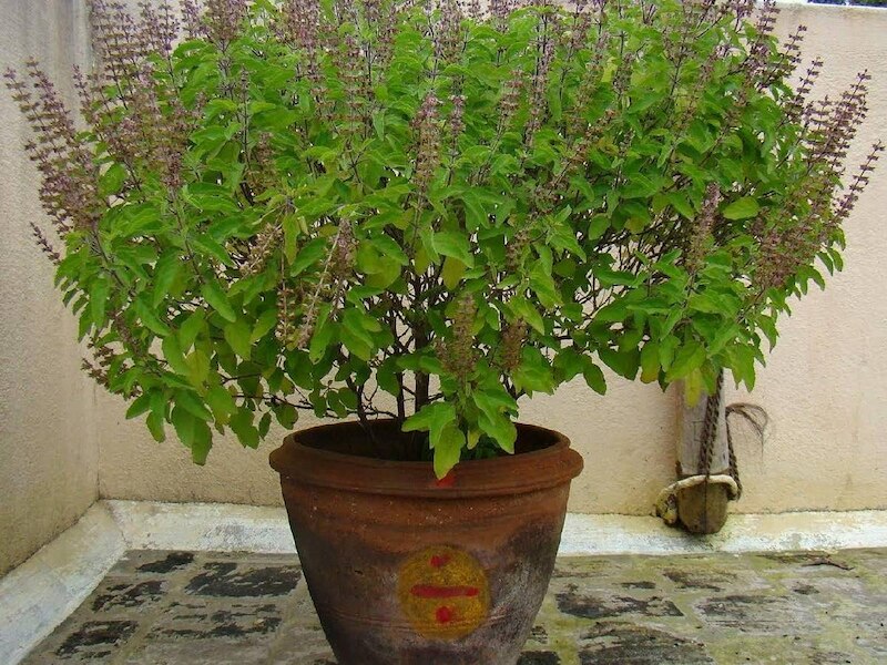 planting tulsi plant at home know why it is important for you | क्यों ...